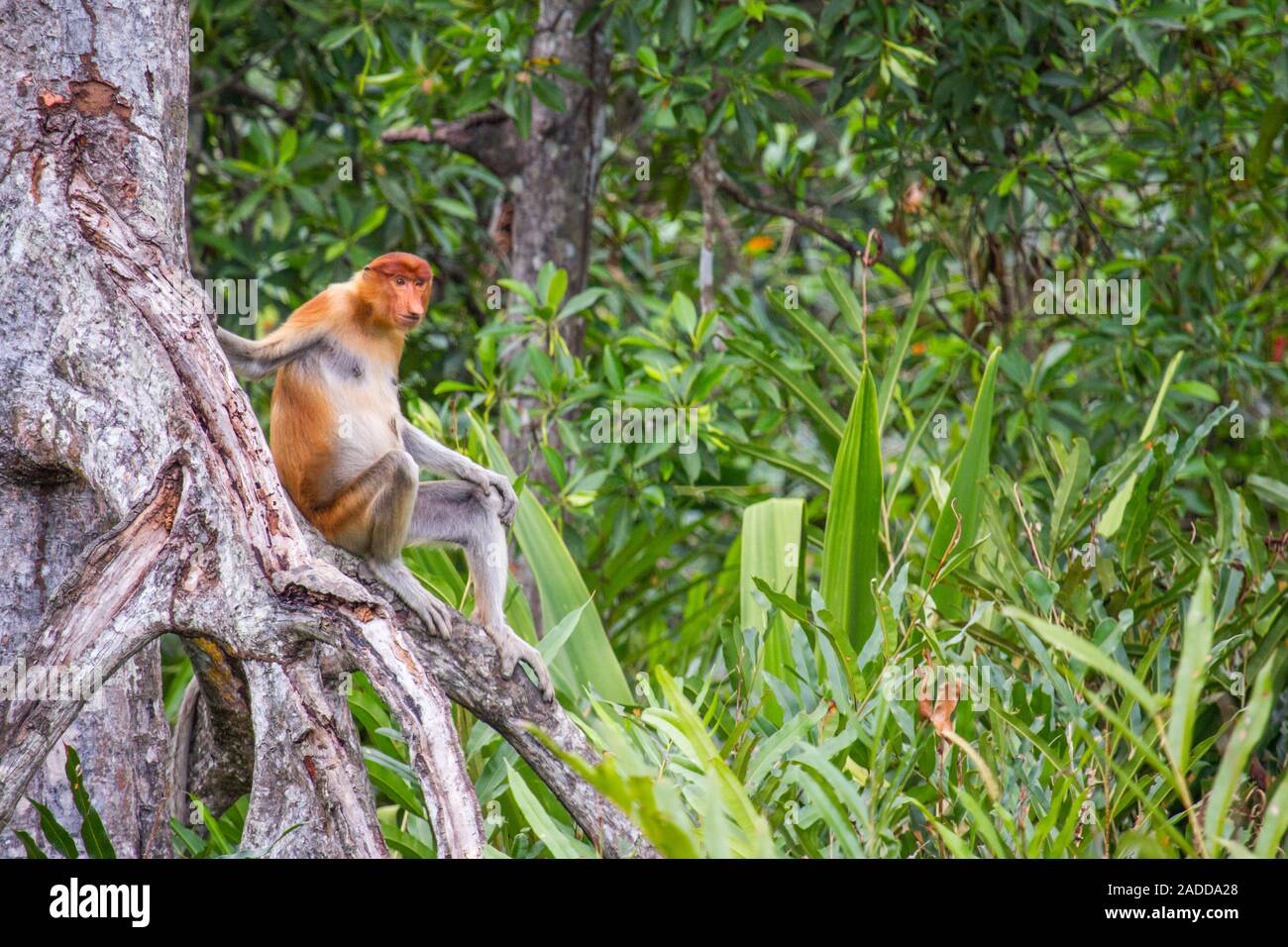 Proboscis Monkey femelle (Nasalis larvatus) reposant sur un arbre. Le ...