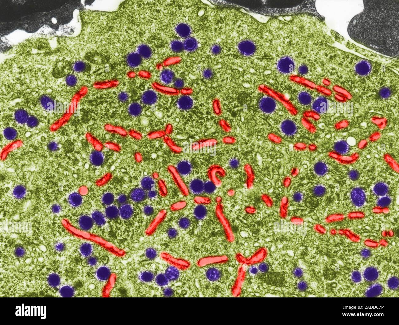 Micrographe de couleur (TEM) du cytoplasme (vert) d'un megakaryocyte ...