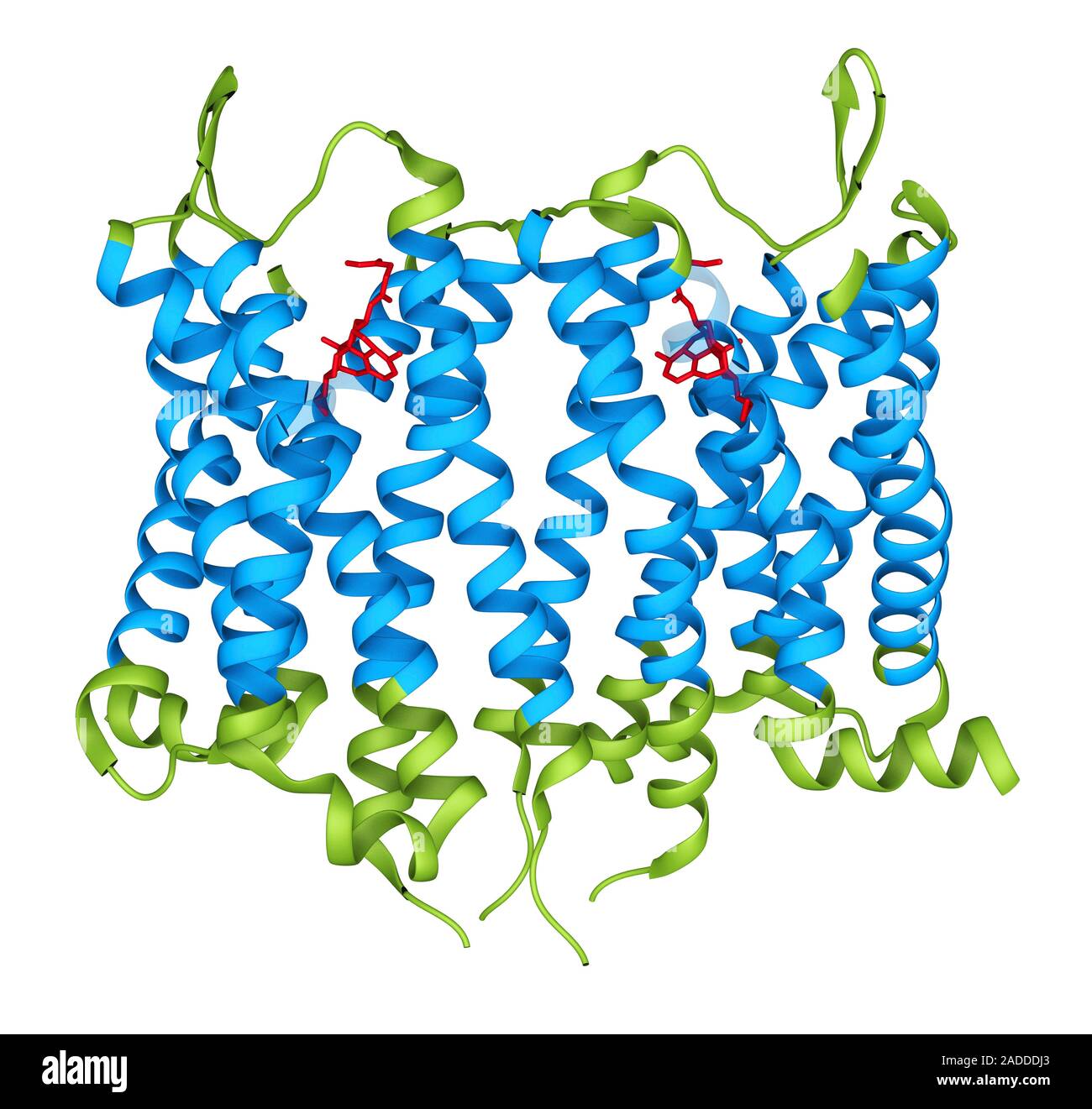 La protéine membranaire des récepteurs opioïdes, illustration. Les ...