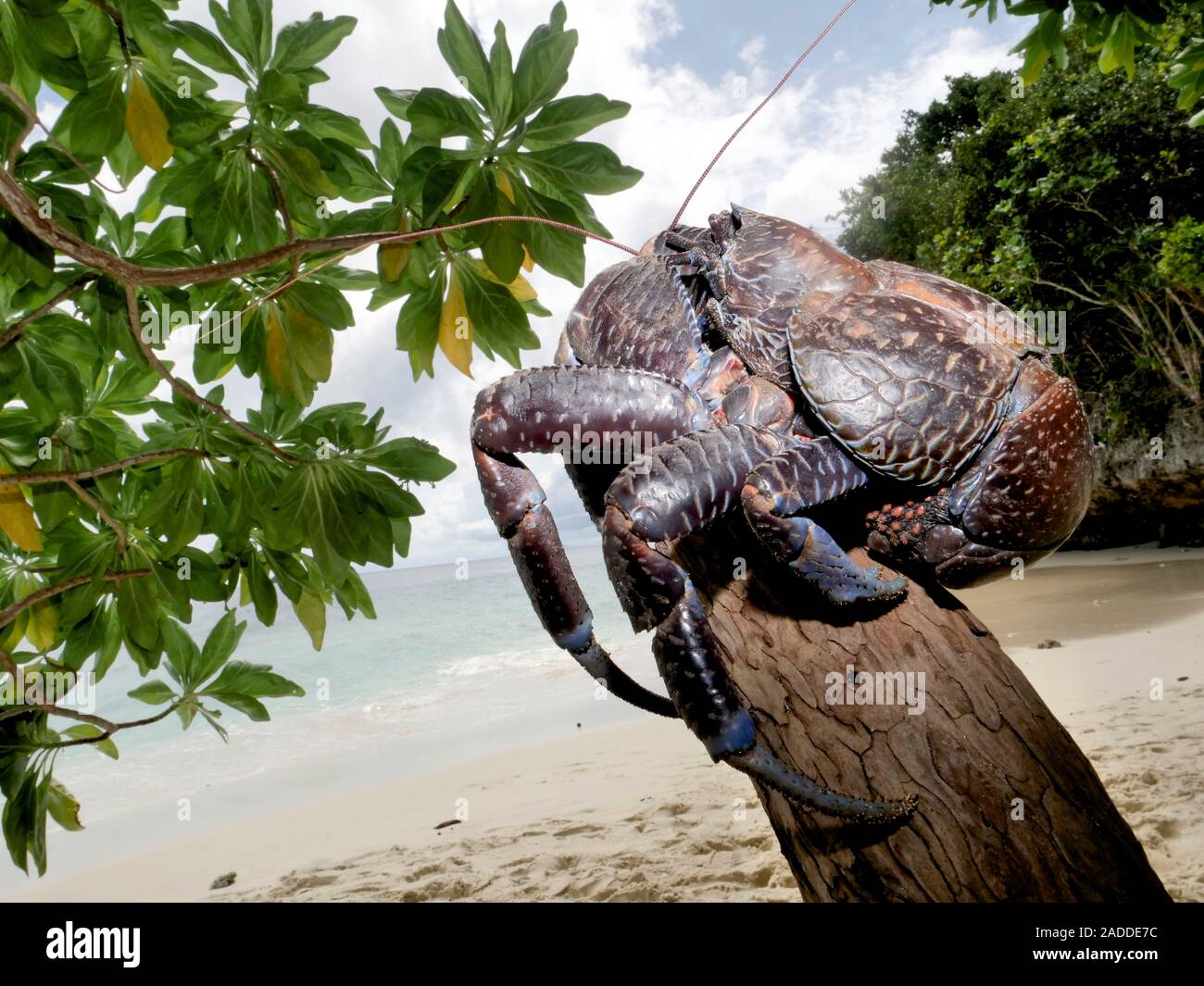 Crabe de cocotier (Birgus latro). Le crabe de cocotier est un ermite ...