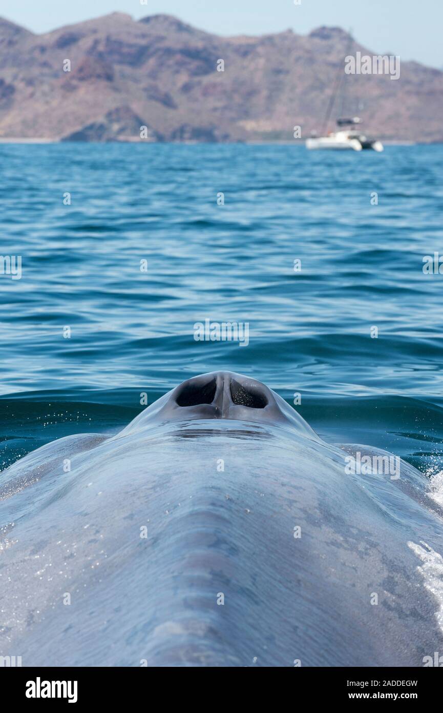 Rorqual bleu (Balaenoptera musculus) blow-trou. Les baleines se ...