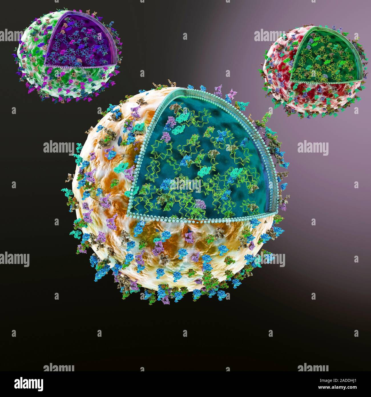 Les complexes exosomes dans les cellules, de l'illustration. Les ...