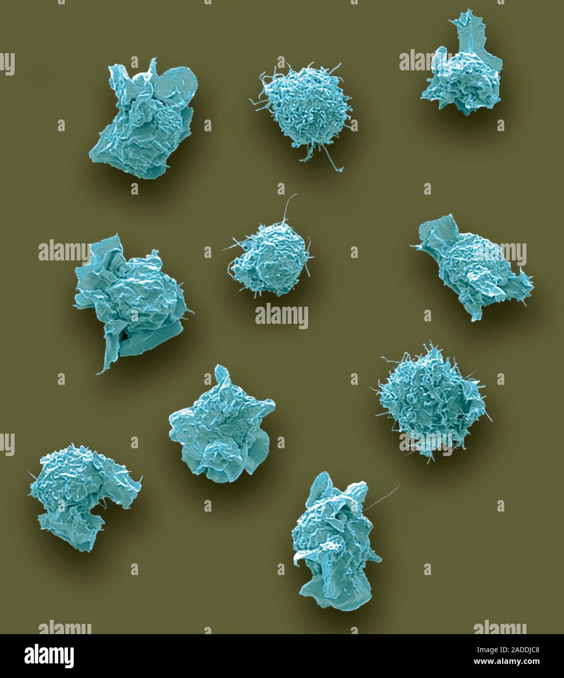 Les cellules Jurkat. Couleur de l'analyse des électrons ...
