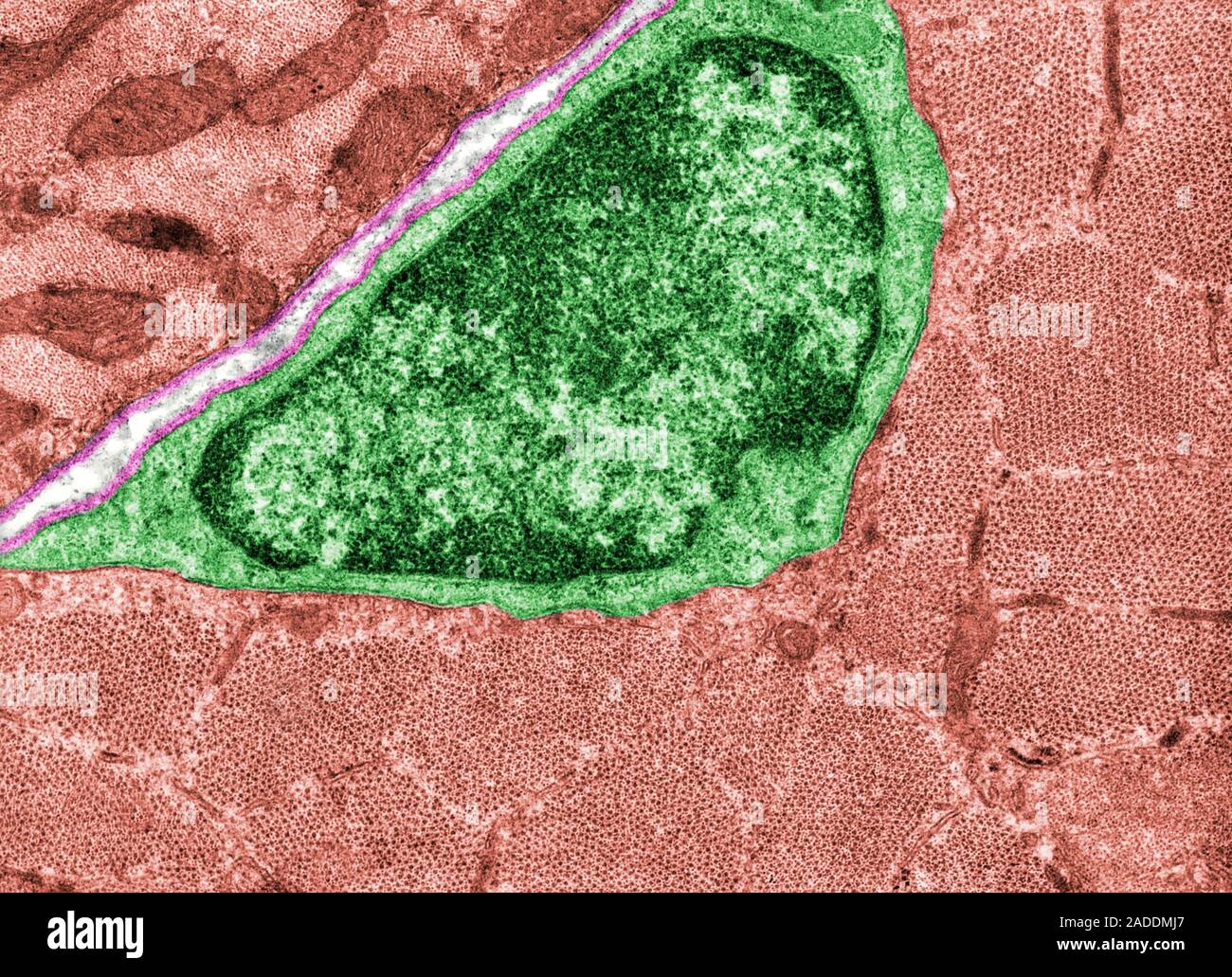 Des cellules satellites musculaires, de couleur micrographie ...