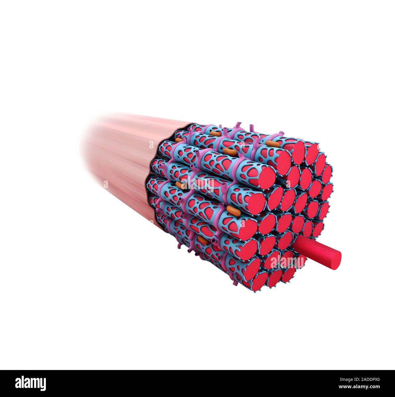 La structure des fibres musculaires, de l'illustration. Les fibres des ...