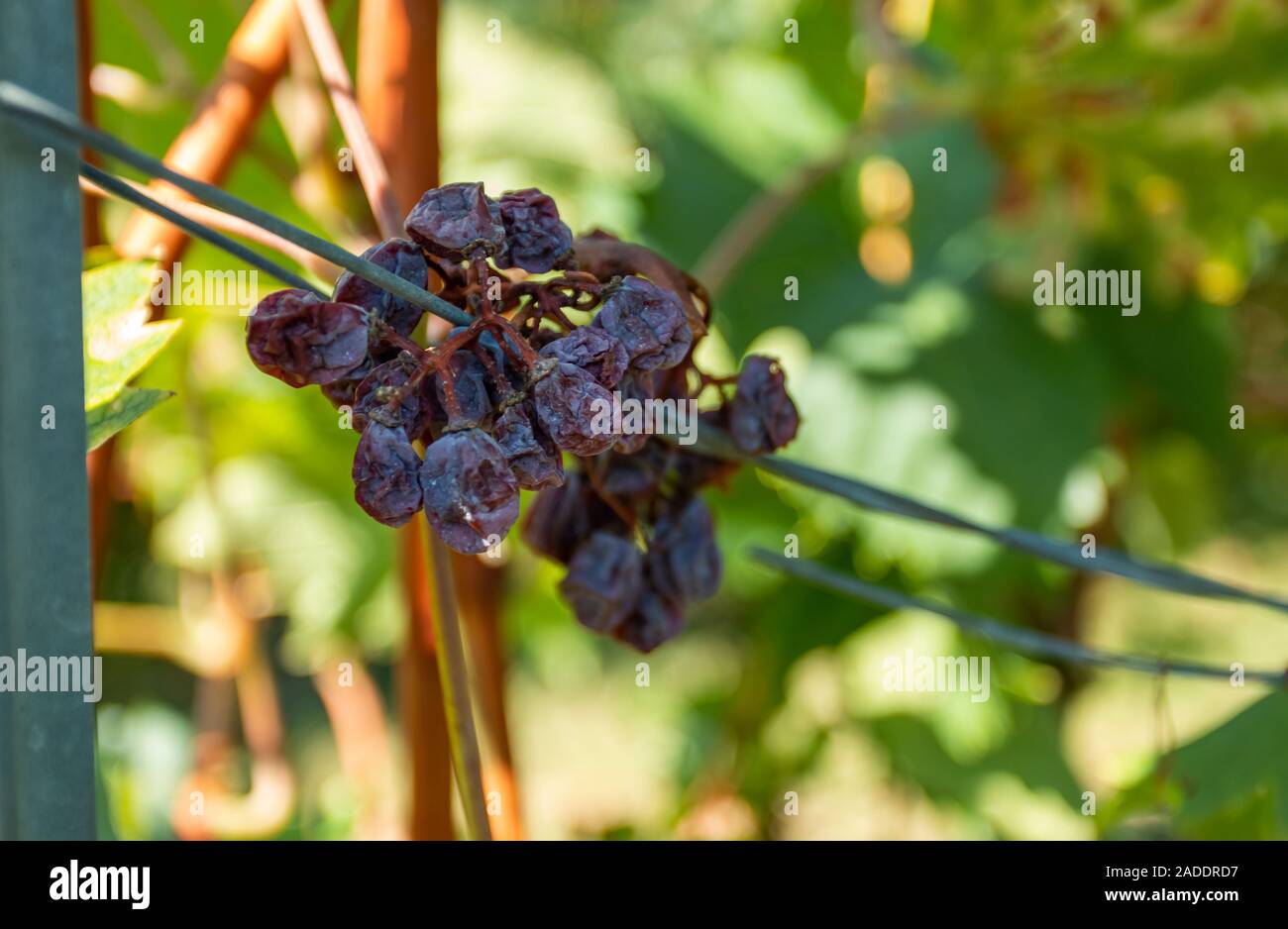 Raisins secs sur la vigne. Les raisins secs sur la vigne. Grappe de ...