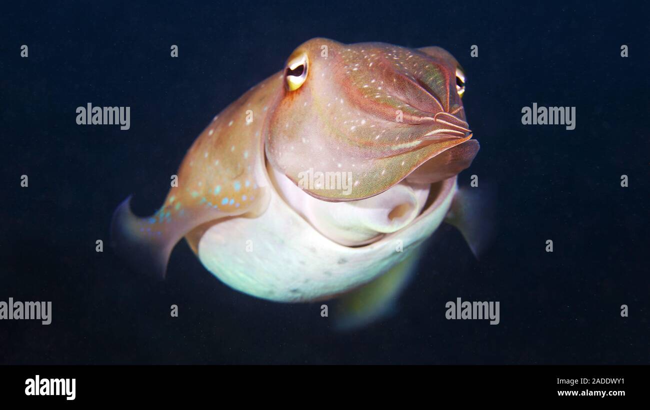 Seiches (Sepia apama géant). Aussi connu comme le géant australien de ...