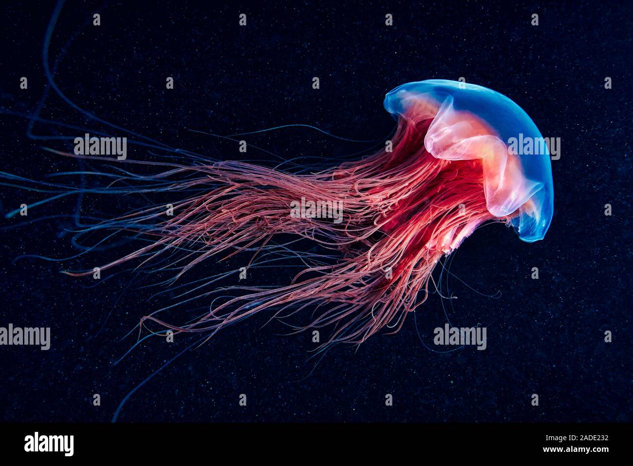 Méduse à crinière de lion (Cyanea capillata). C'est la plus grande ...