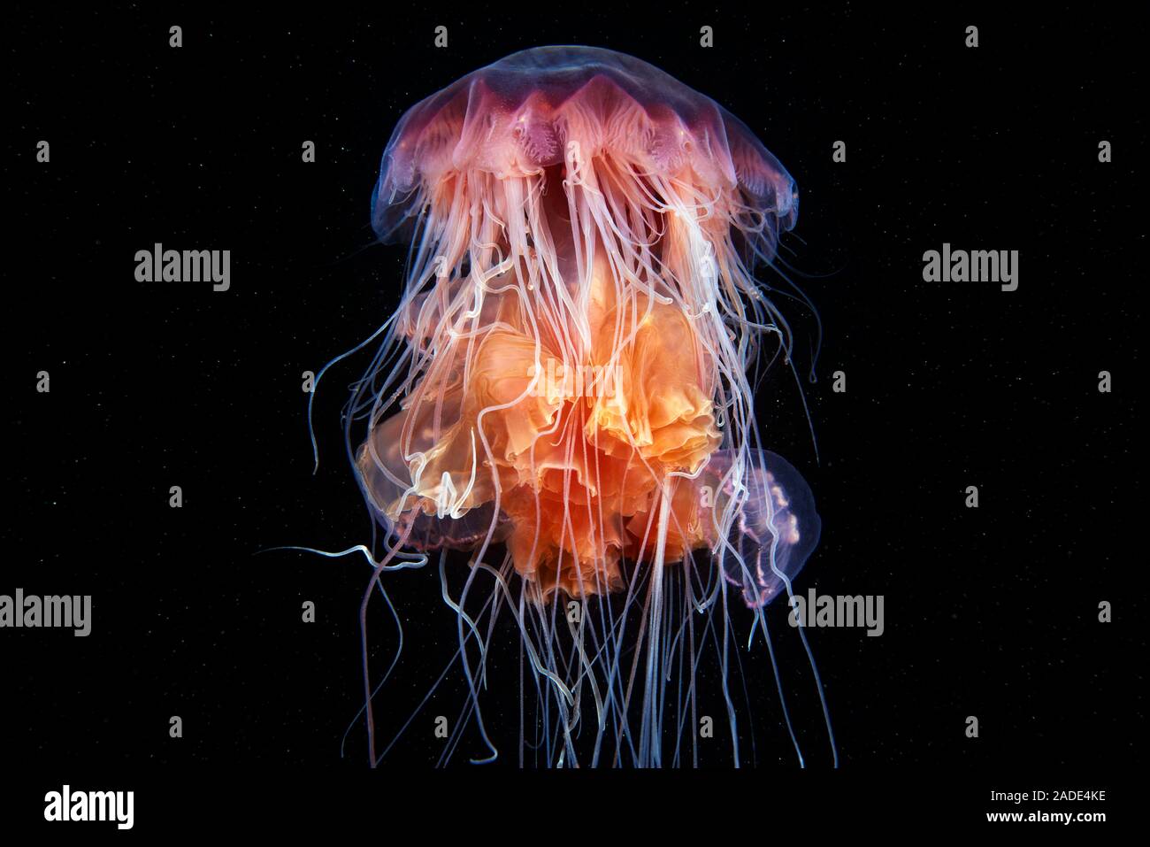 Méduse à crinière de lion (Cyanea capillata) se nourrissent d'une autre ...