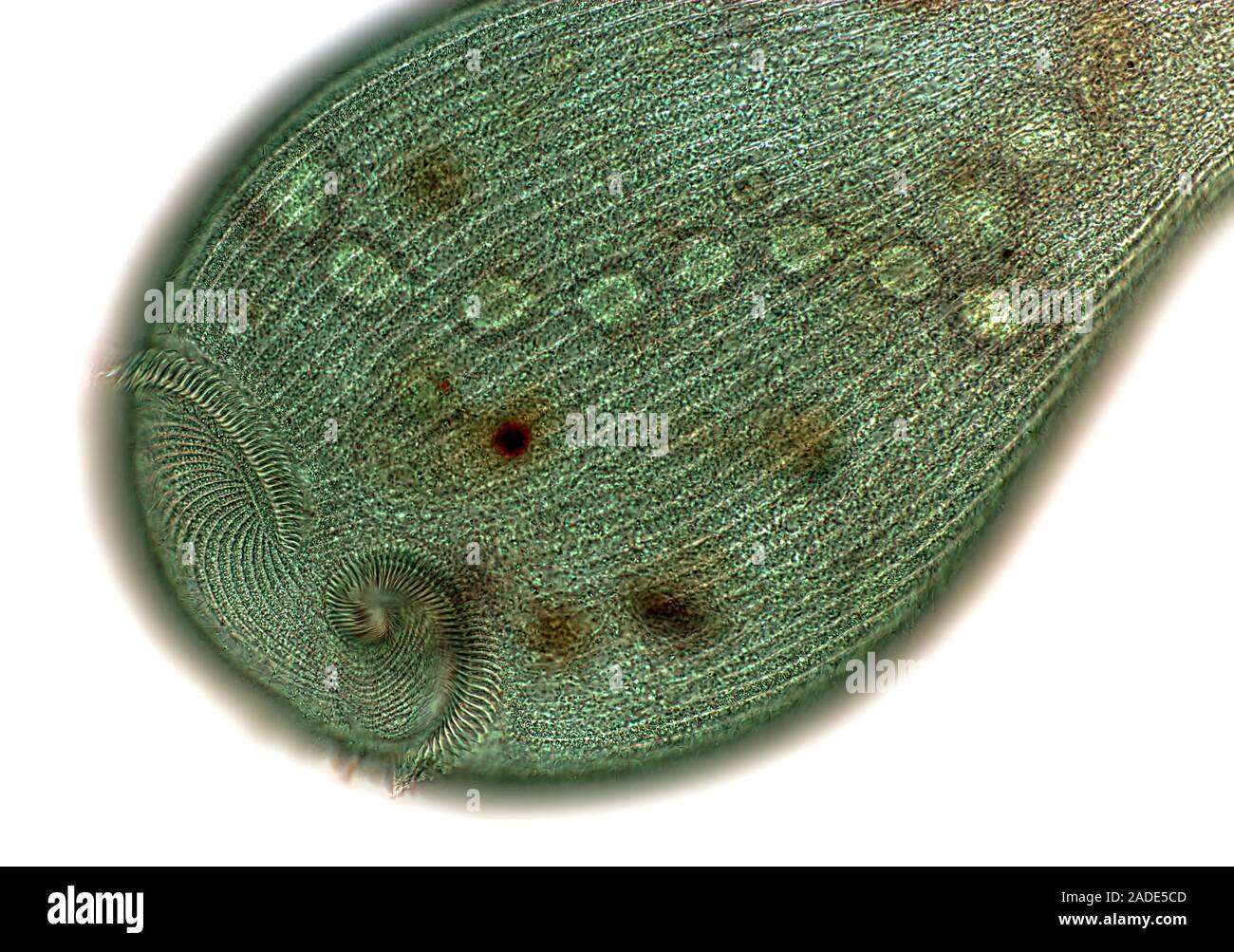 Protozoaire Stentor. Micrograph Light d'un Stentor sp. protozoaire ...