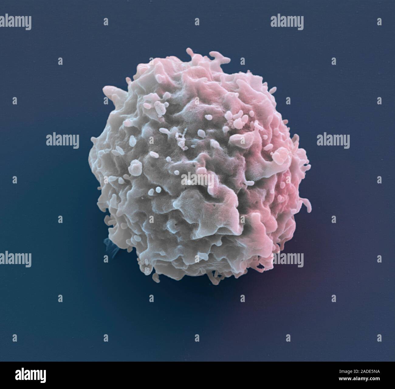 Des lymphocytes T taux de globules blancs, couleur de l'analyse des ...