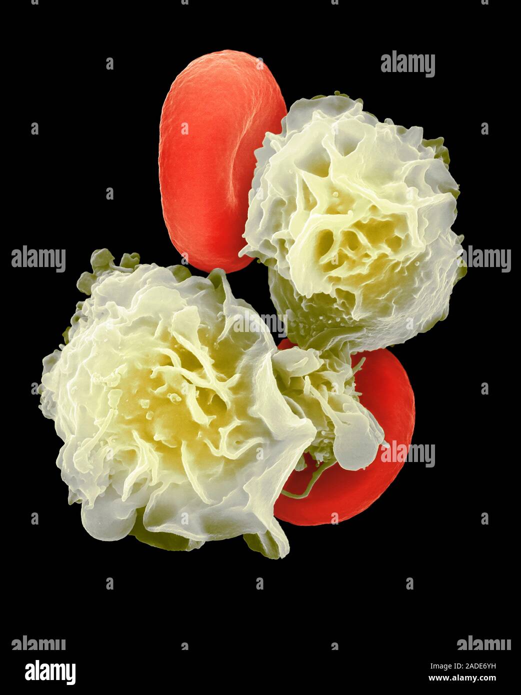 Couleur de l'analyse des électrons Microphotographie (SEM) de cellules ...