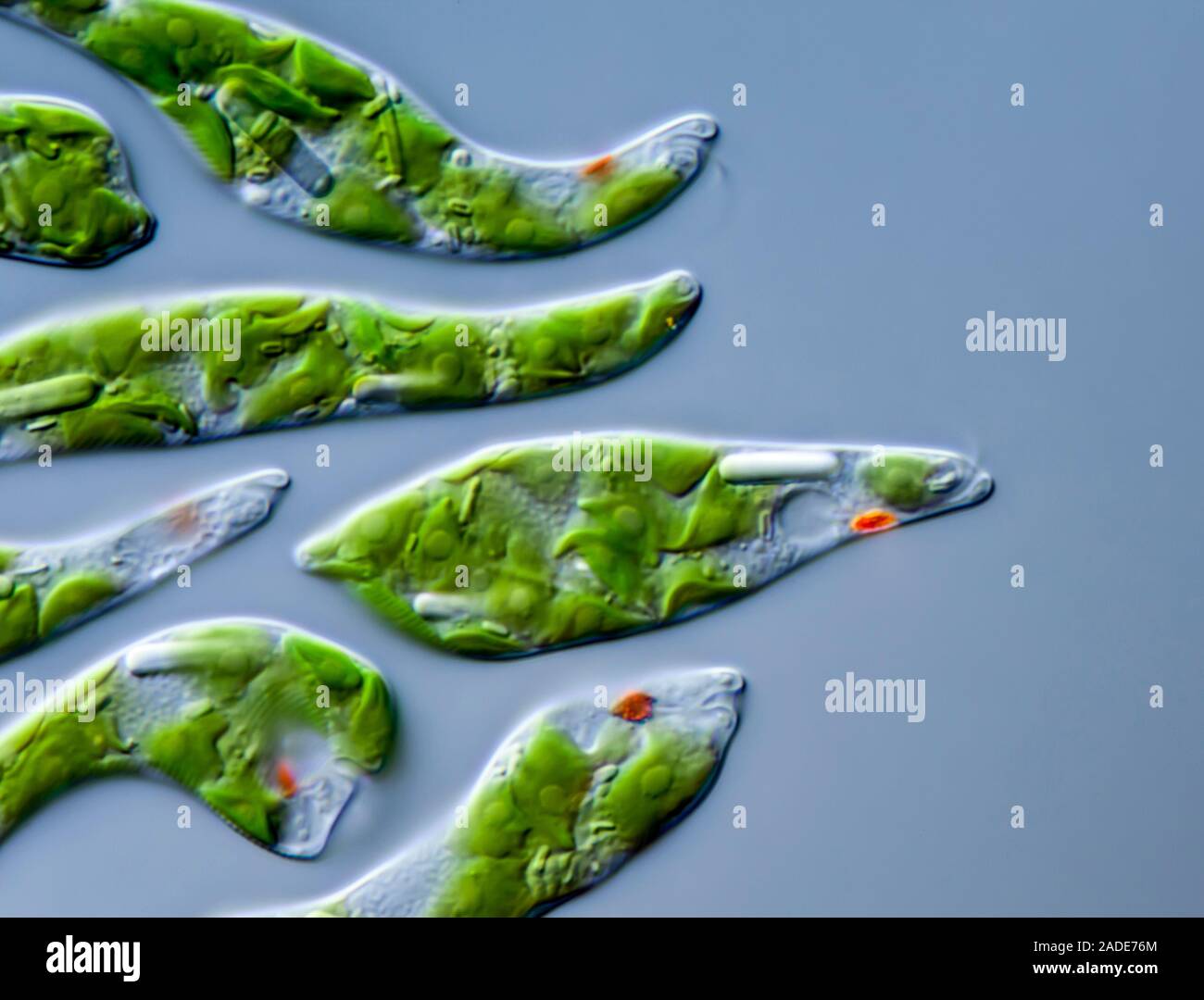 L'Euglena intermedia (primitive grecque de l'UE, et le grec glene, oeil ...