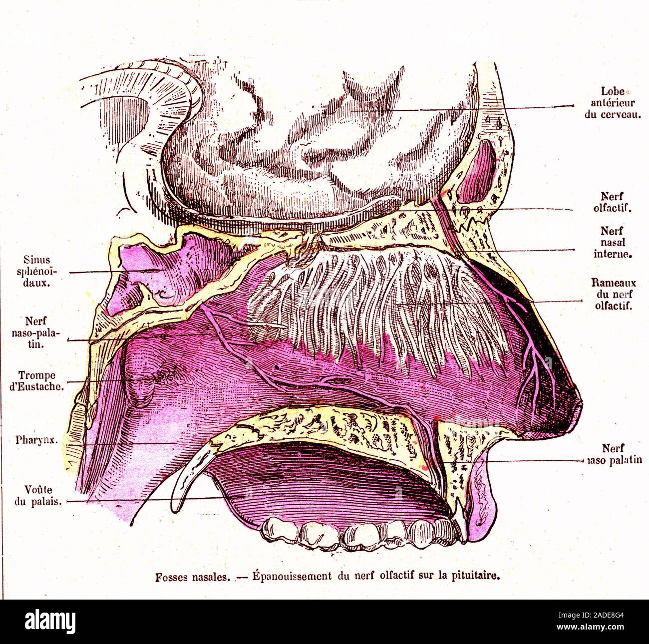 Anatomie du nez, illustration du xixe siècle. Section sagittale par le ...