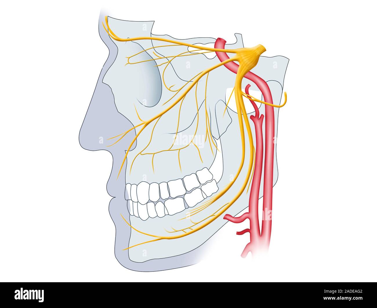 Anatomie du nerf facial, illustration. Aussi connu comme le septième ...