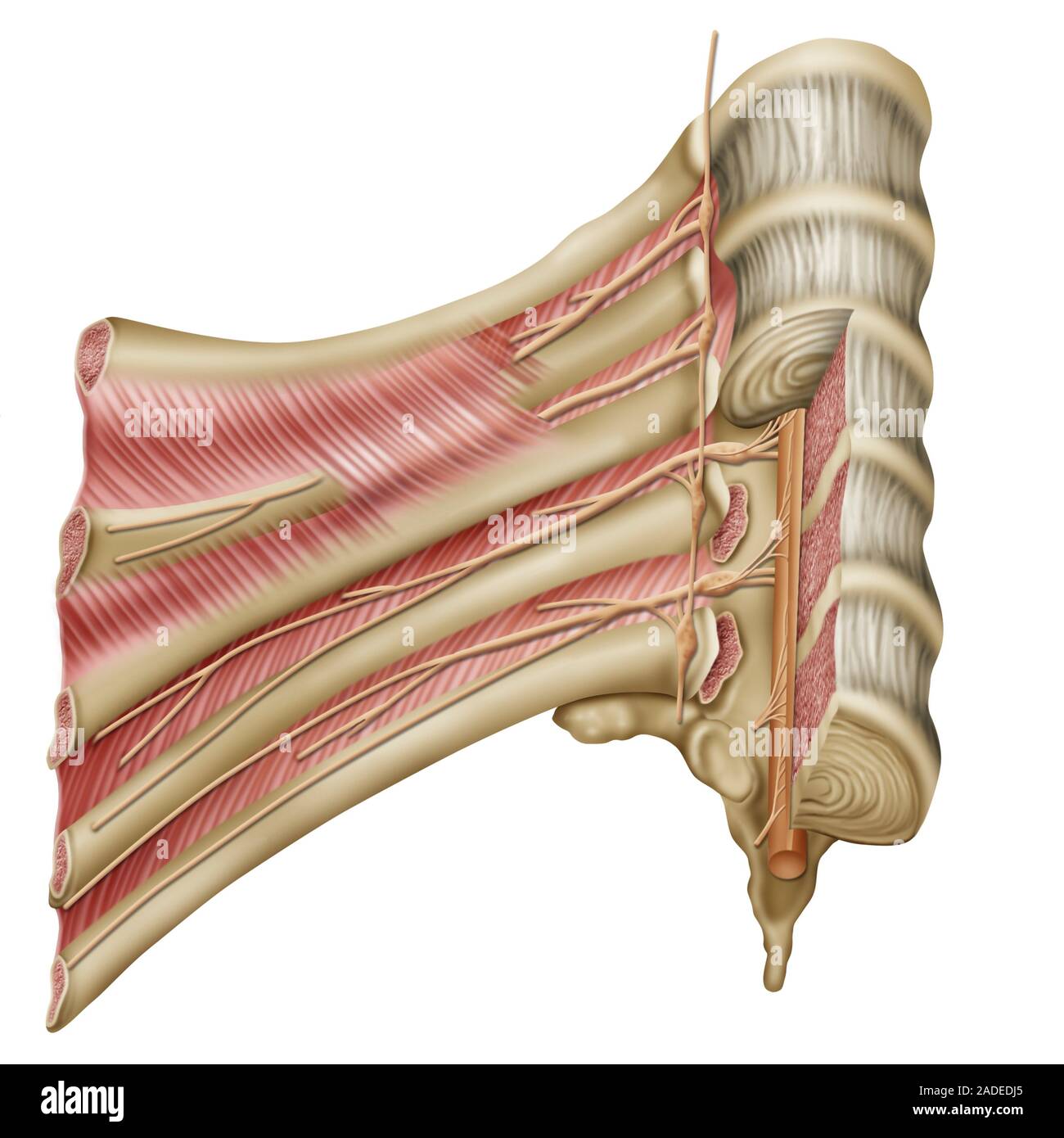 L'anatomie des ganglions de la chaîne sympathique, l'illustration. Un ...