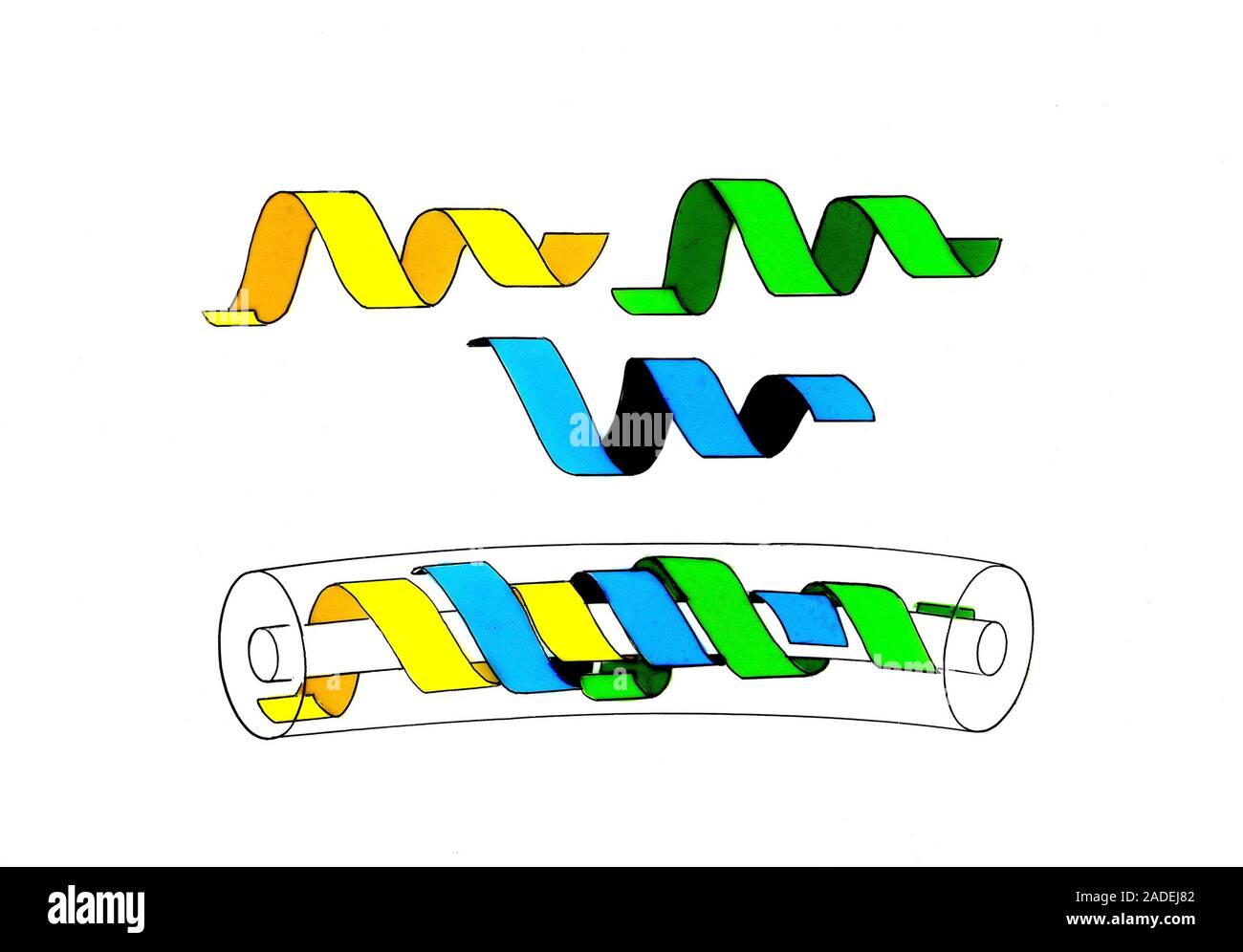 Illustration de l'hélice gyrating des stades de développement des ...