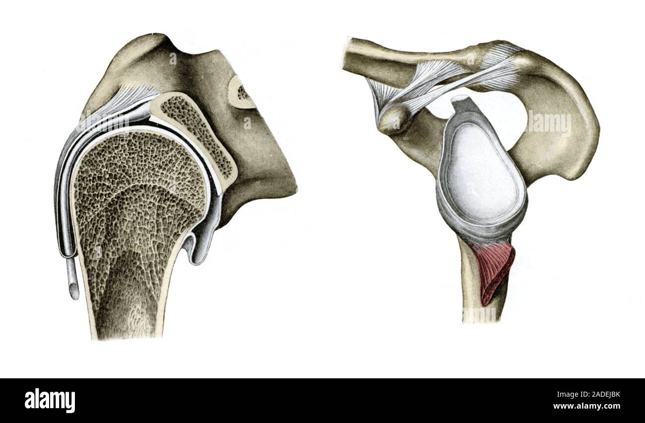 Illustrations des os et des ligaments de l'épaule. Une section coronale ...