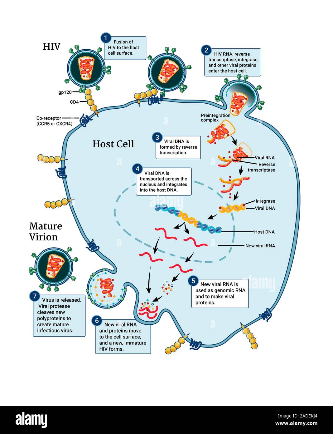 Le cycle de vie du VIH. Illustration d'ordinateur décrivant le cycle de réplication du virus de ...