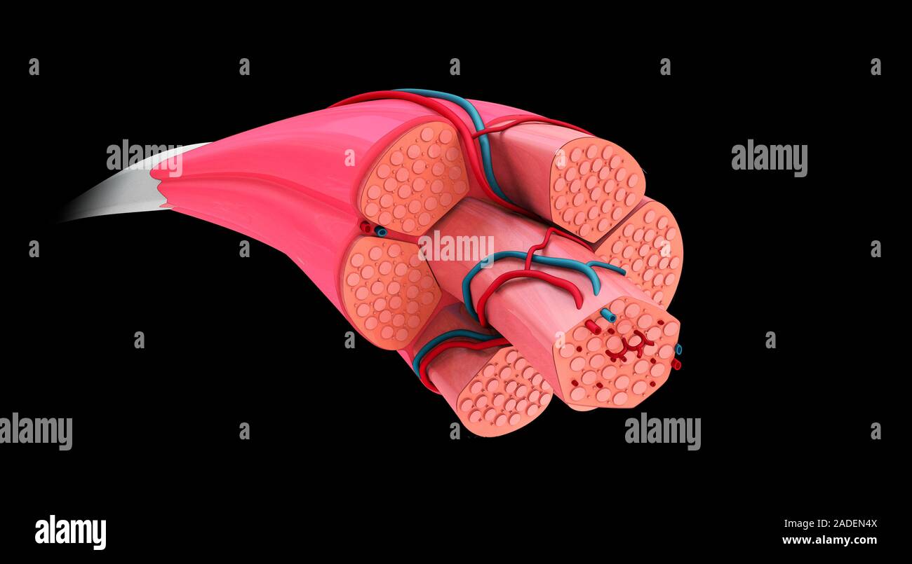Les vaisseaux sanguins dans les muscles. Illustration des artères ...