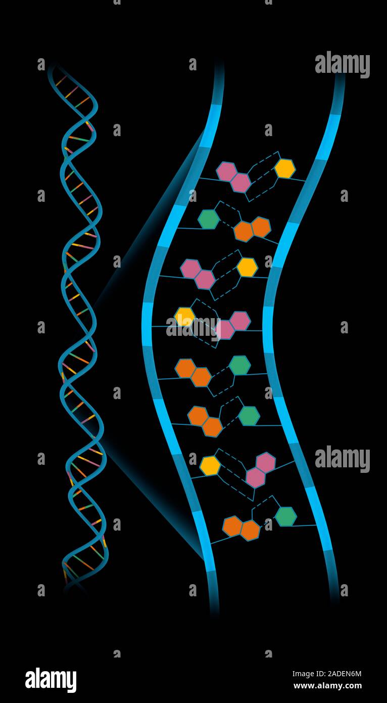 Paires de structure de l'ADN, de l'illustration. La double hélice de la ...