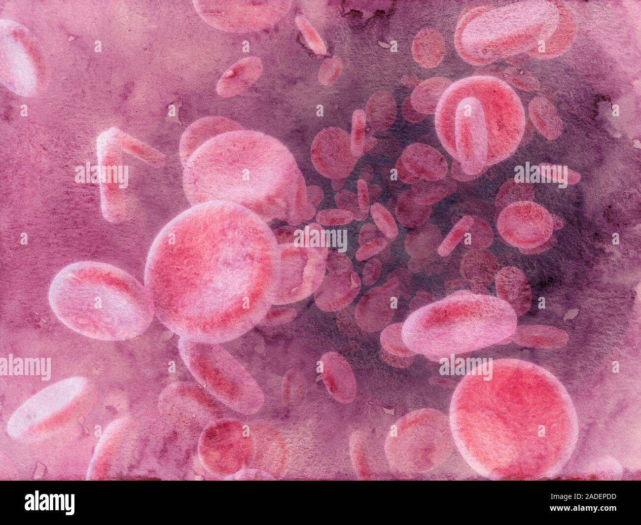 Les globules rouges du sang. Illustration d'ordinateur des globules ...