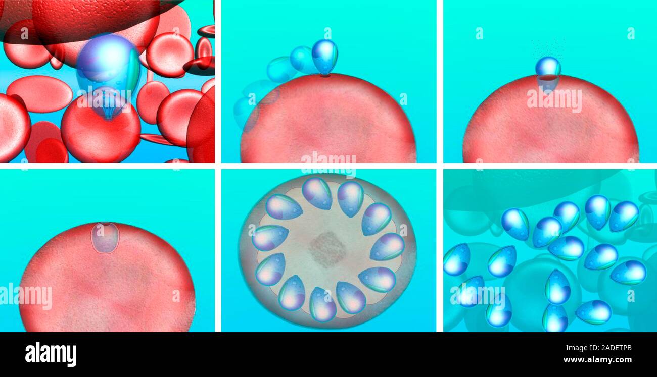 Le cycle de vie du parasite dans les globules rouges du sang, de l ...