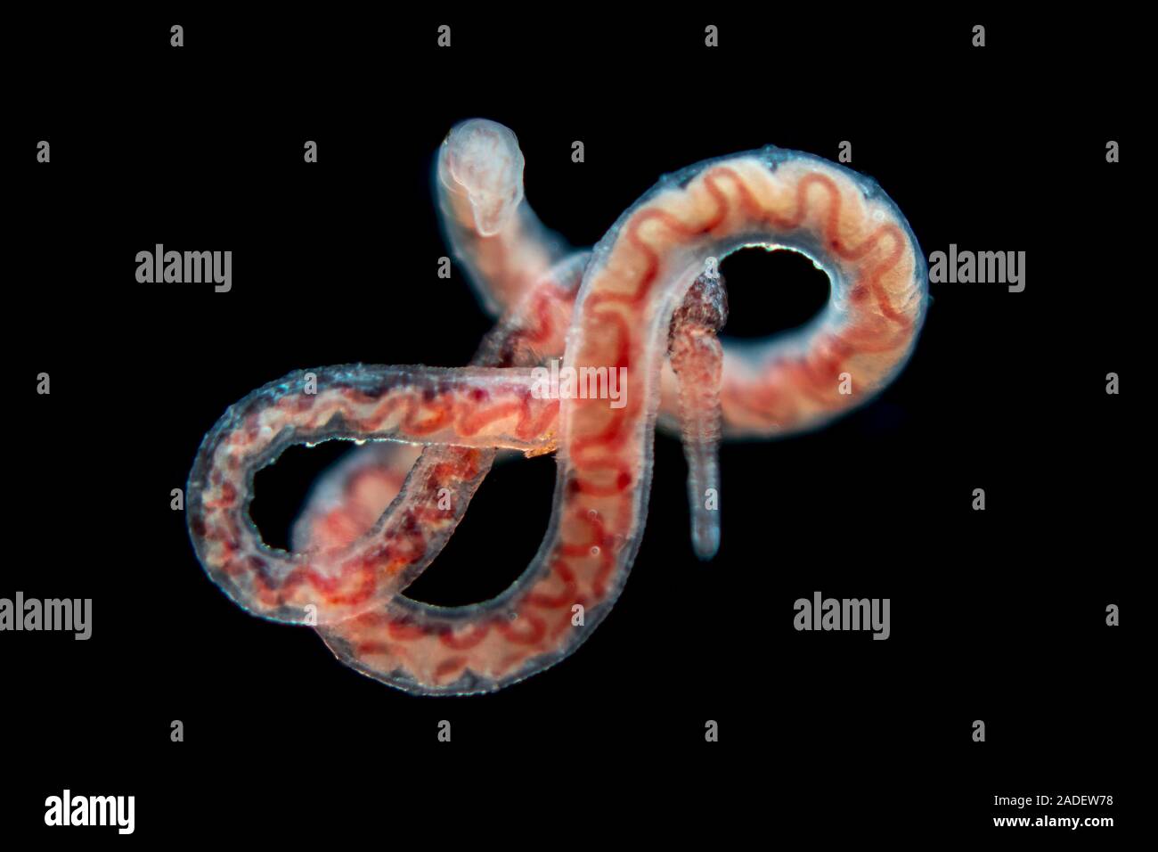 Ver Tubifex, lumière microphotographie. Tubifex tubifex, également ...
