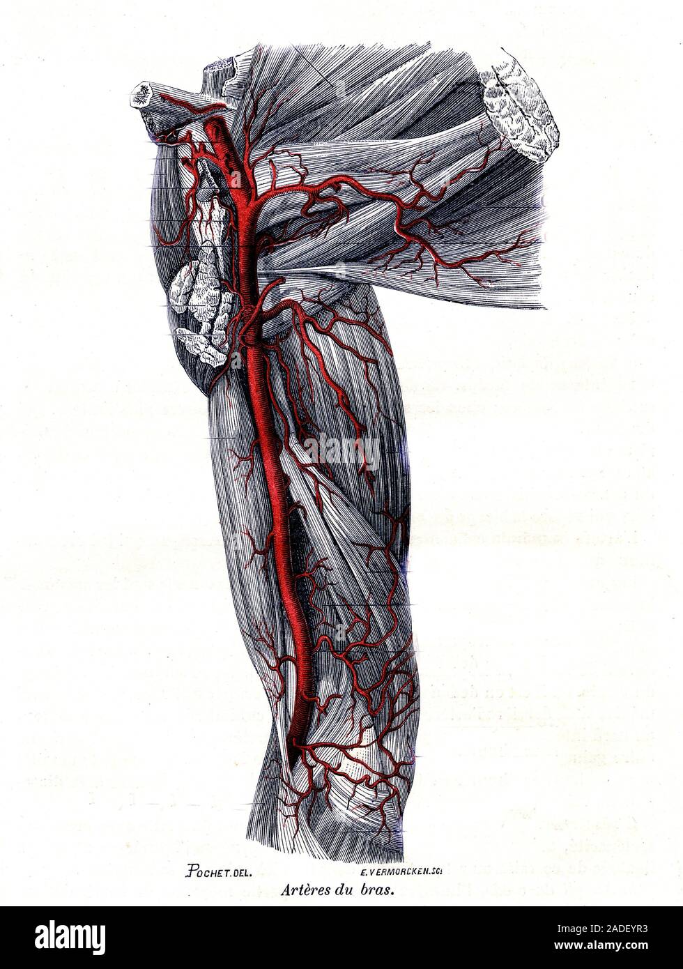 Artères du bras. 19ème siècle illustration. Cette œuvre est anatomique ...
