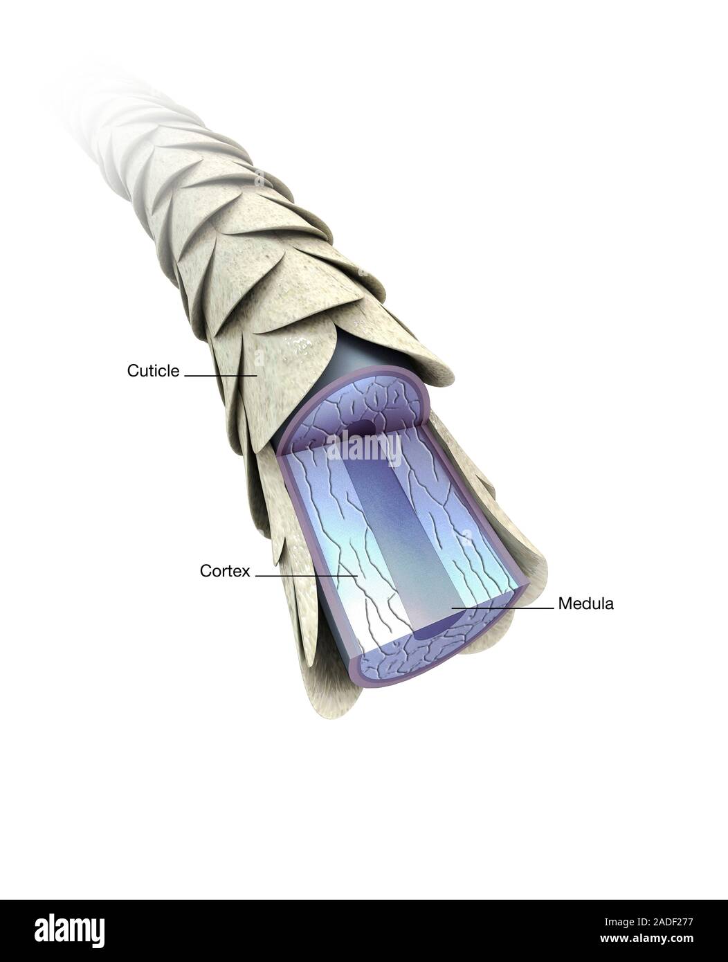 La structure des cheveux. Illustration de la structure d'une mèche de ...