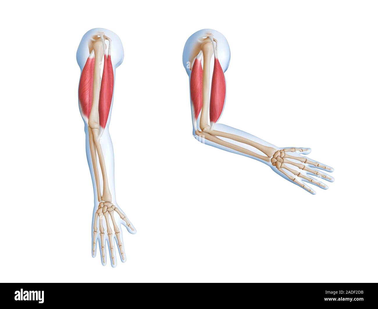 Flexion et extension du coude. Illustration de deux des muscles du bras ...