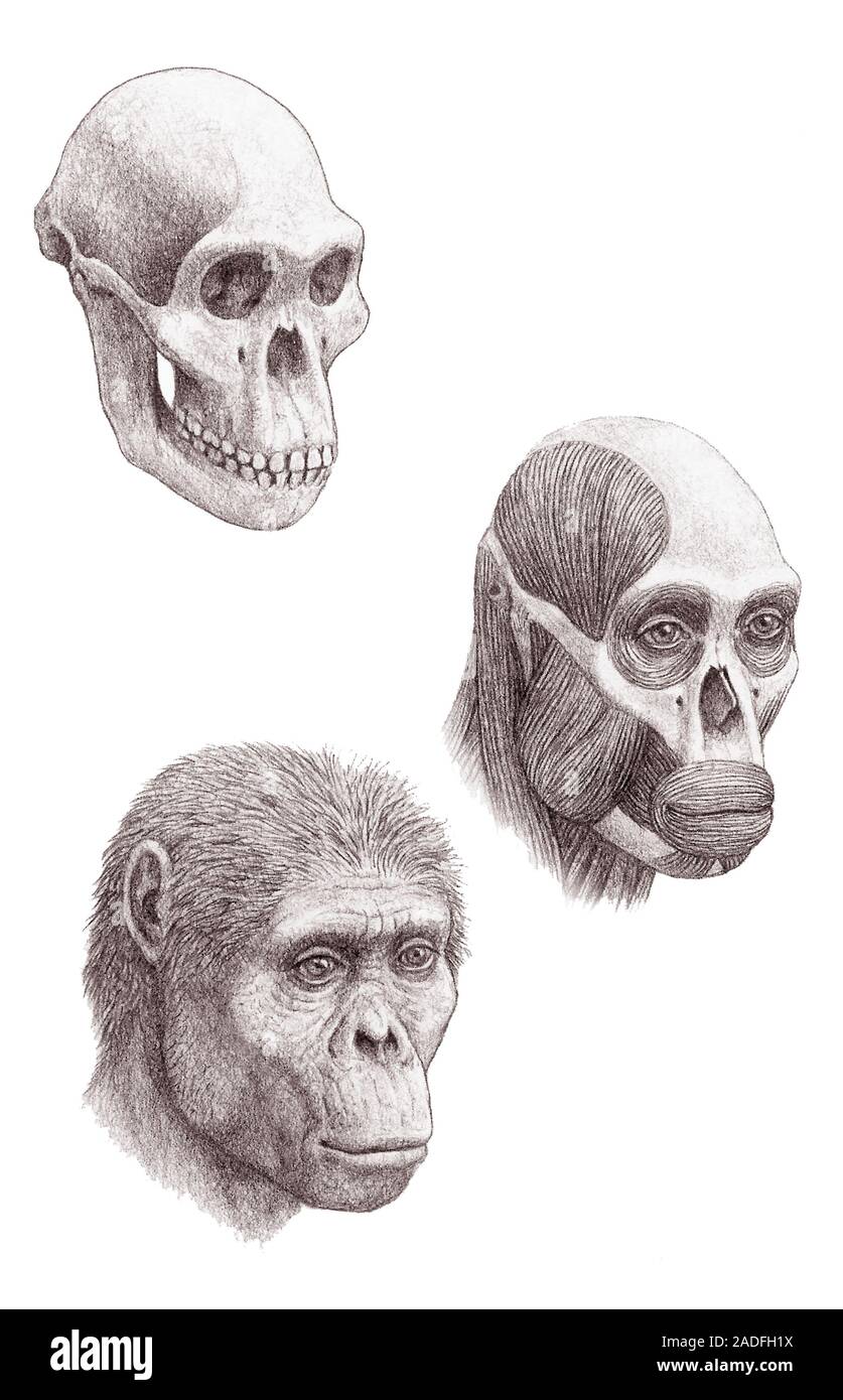 L'australopithecus africanus. Impression d'artiste du crâne, structure ...