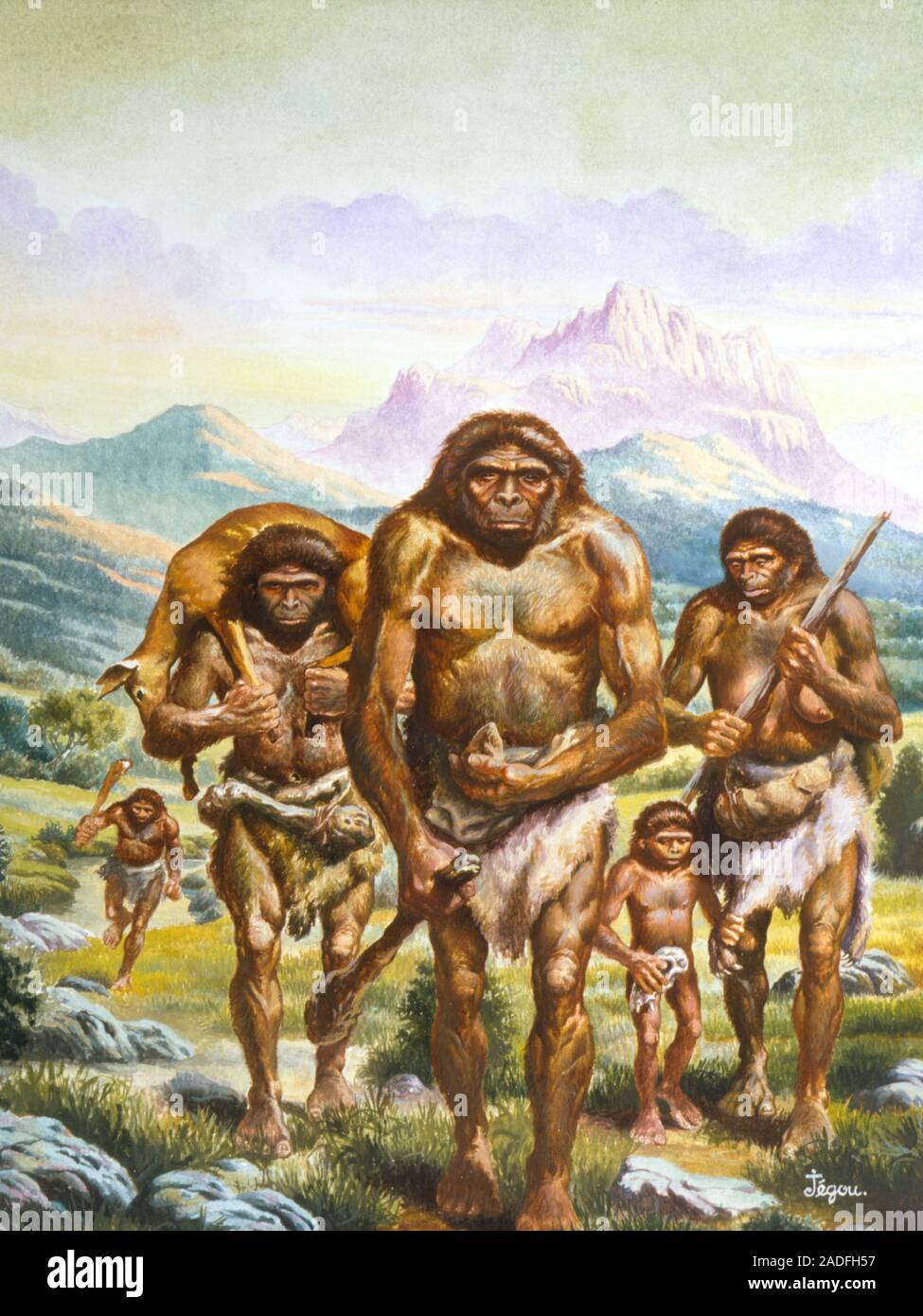 L'Homo erectus. Illustration d'une tribu d'Homo erectus qui reviennent ...