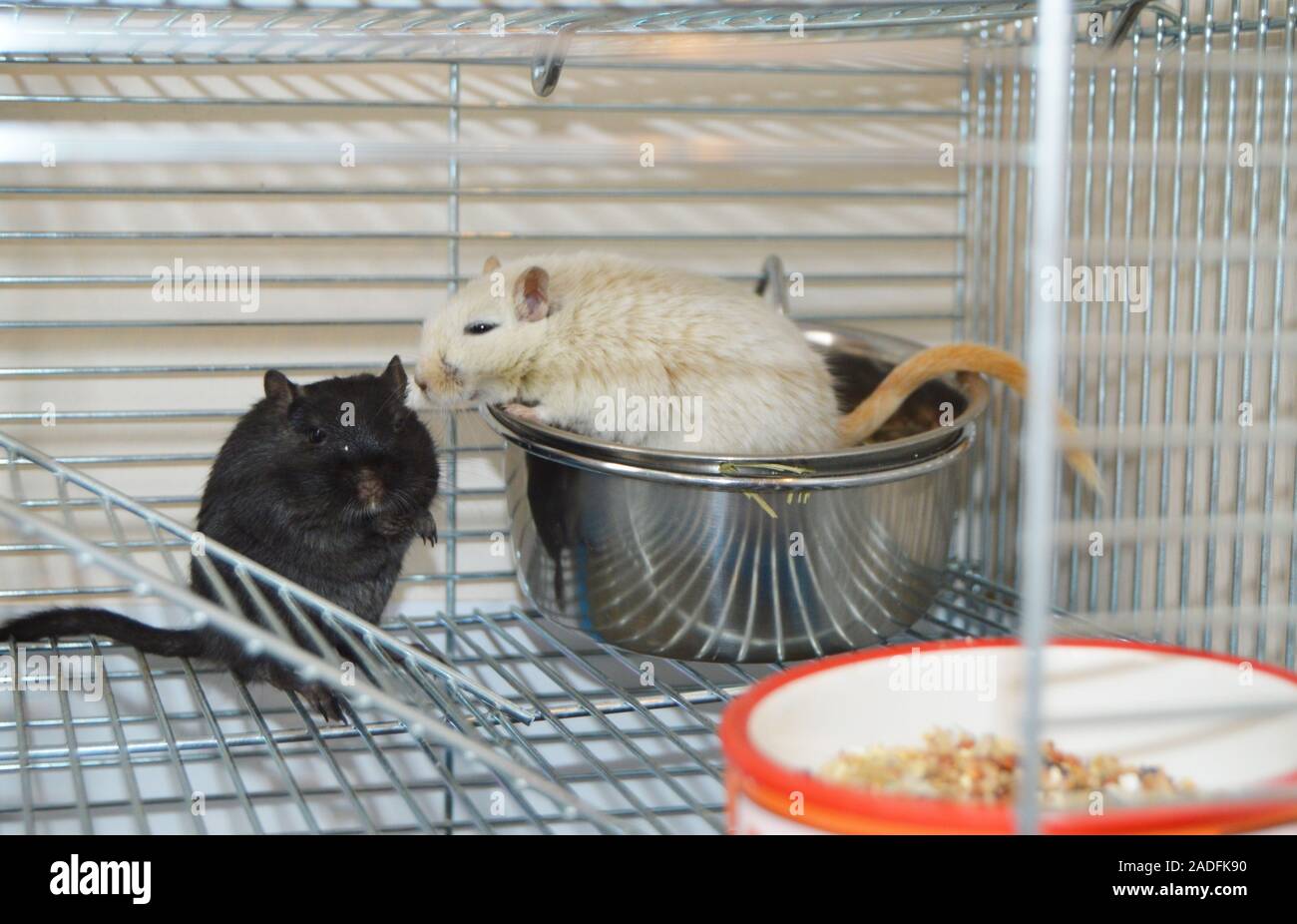 Le noir et blanc des rats dans une cage de manger des aliments par un ...
