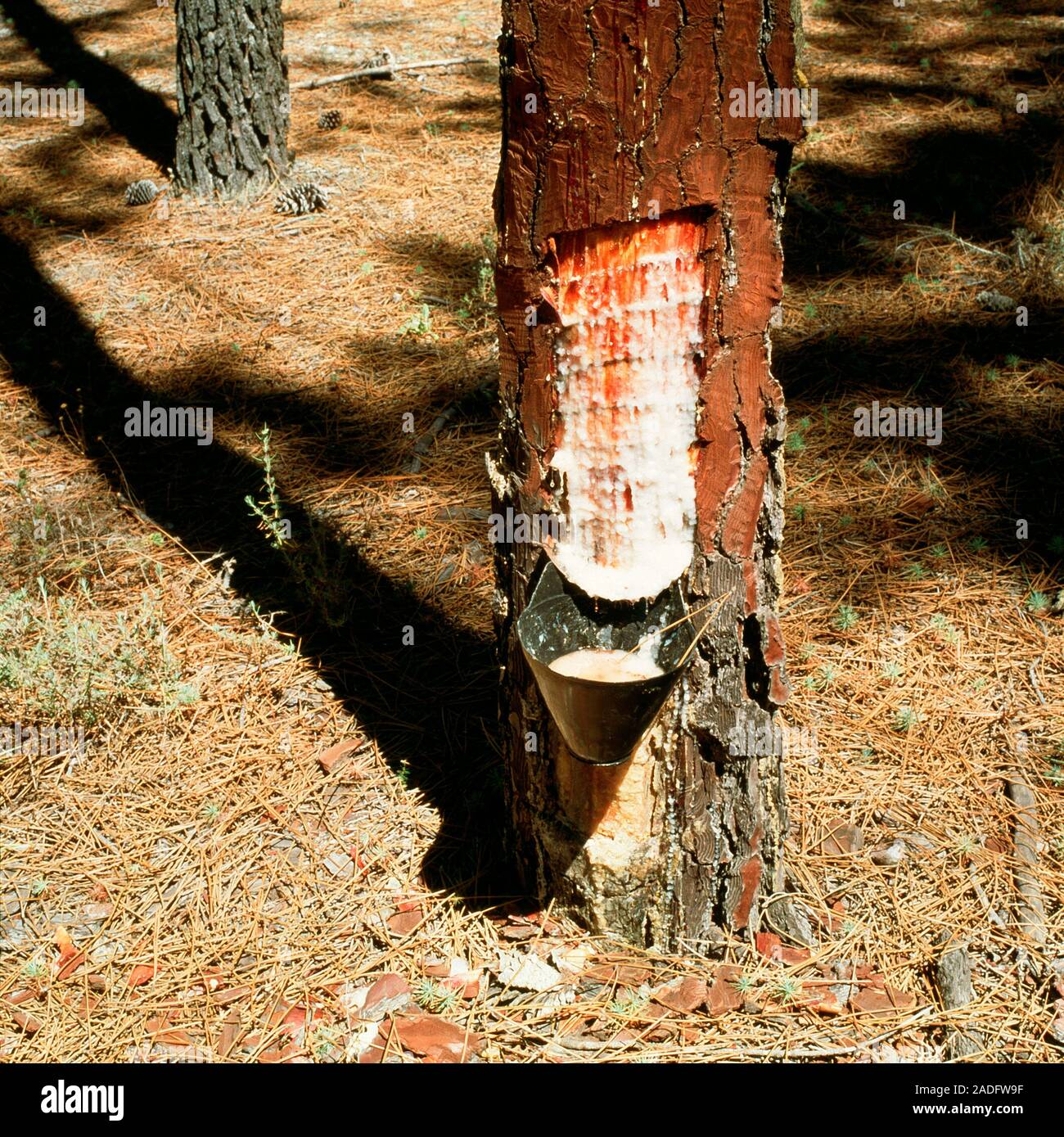 La récolte de la résine. Résine (blanc) l'exécution d'une coupe dans le ...
