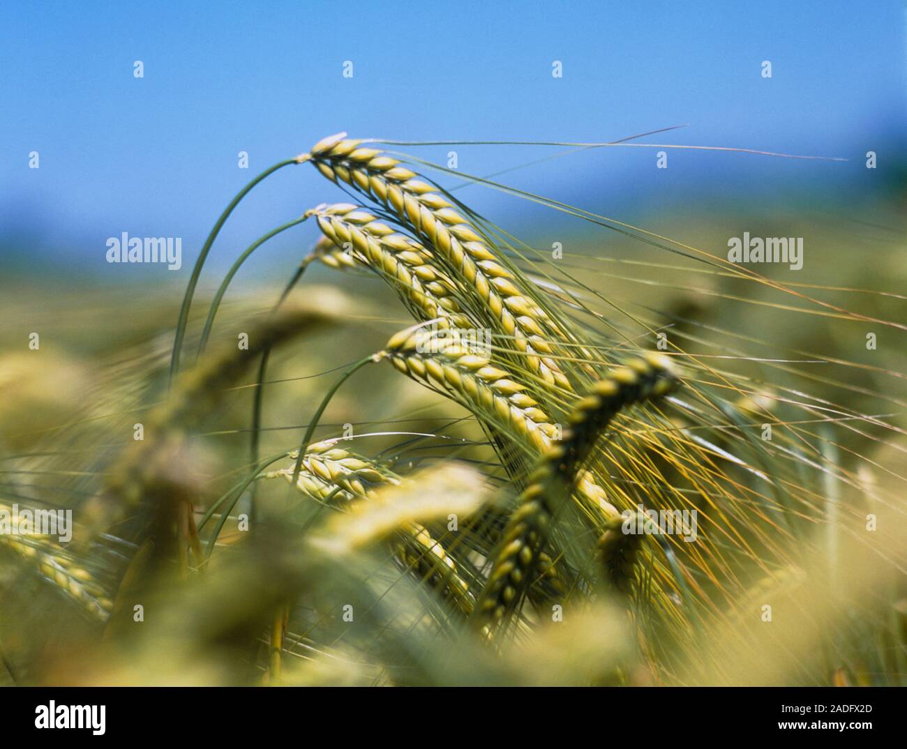 Épis d'orge. Les oreilles de l'orge (Hordeum sp.). L'orge est une ...