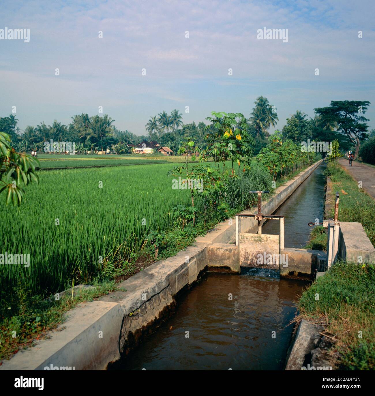 Canal d'irrigation du riz dans une rizière. La doublure de canal sont ...