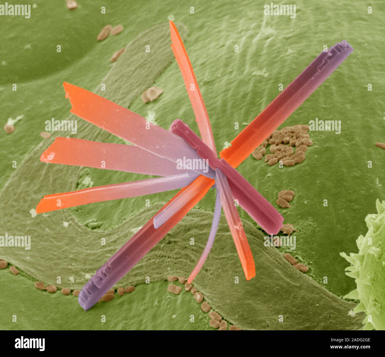 La contamination des aliments de pesticides. Couleur de l'analyse des ...