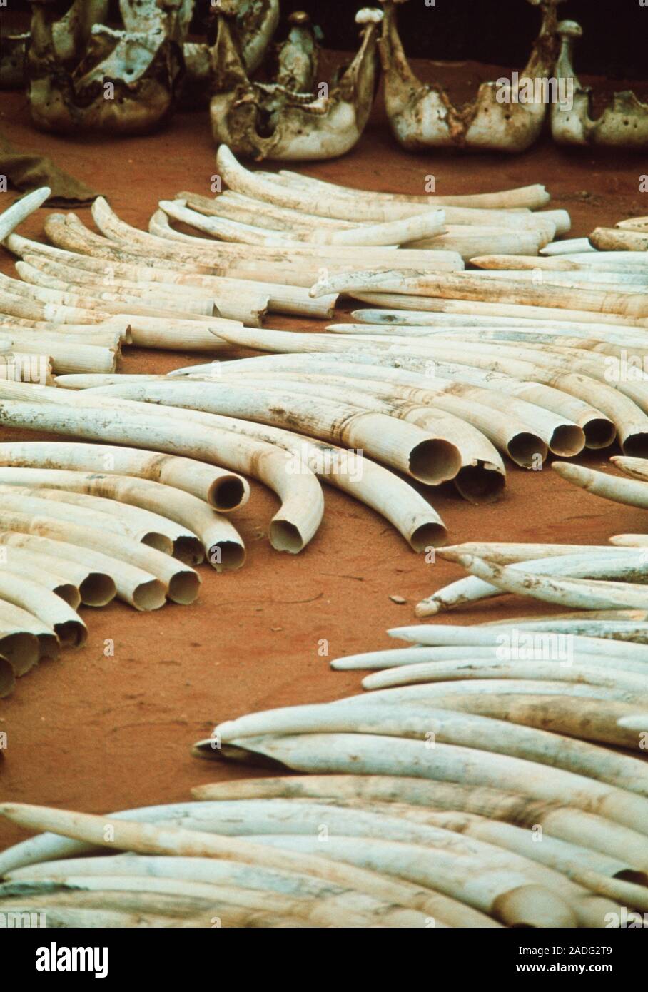 Défenses d'éléphant. Des piles de la défenses des éléphants d'Afrique ...
