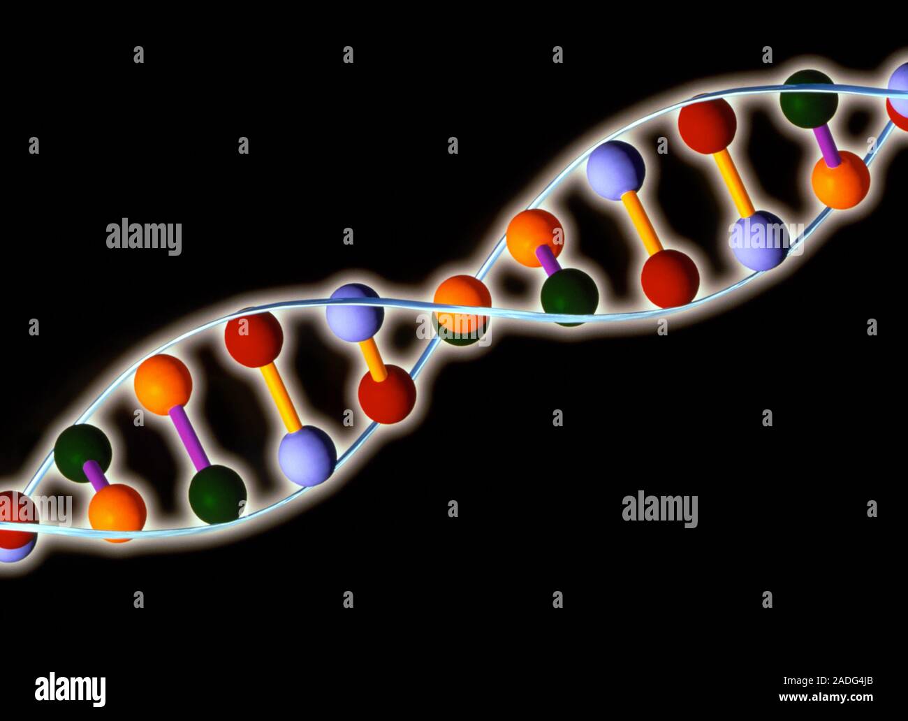 L'ADN avec paires de base. Représentation informatique d'un segment de ...