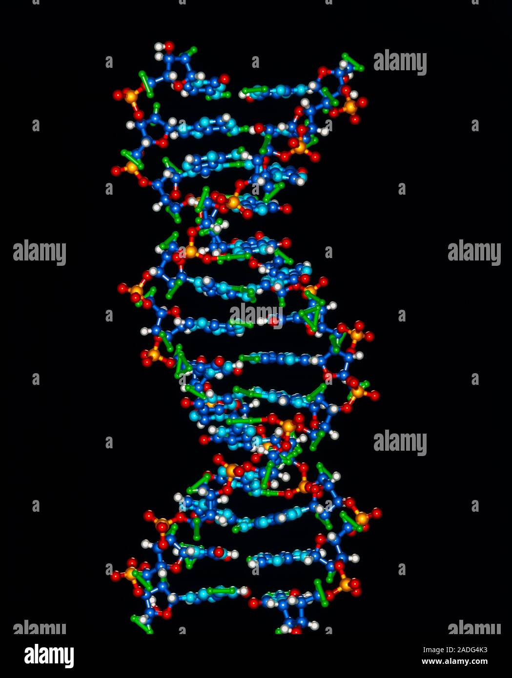 L'ADN humain. Ordinateur graphique moléculaire de l'acide ...