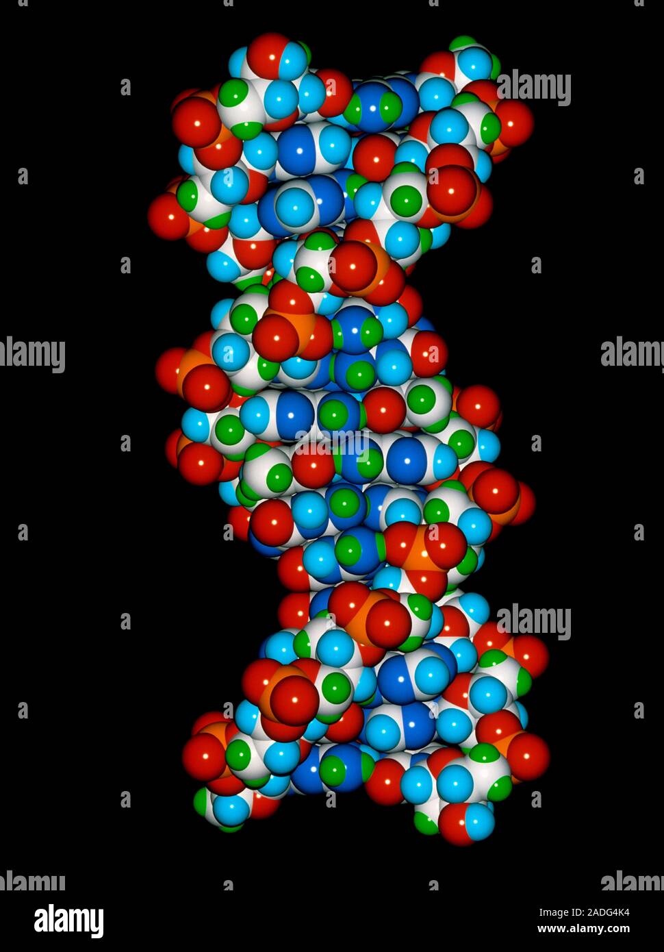 L'ADN humain. Ordinateur graphique moléculaire de l'acide ...