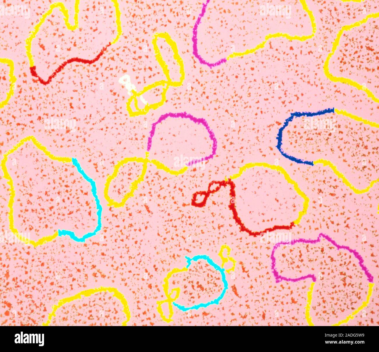 L'épissage de gènes. Micrographe colorés de plasmides d'ADN ...