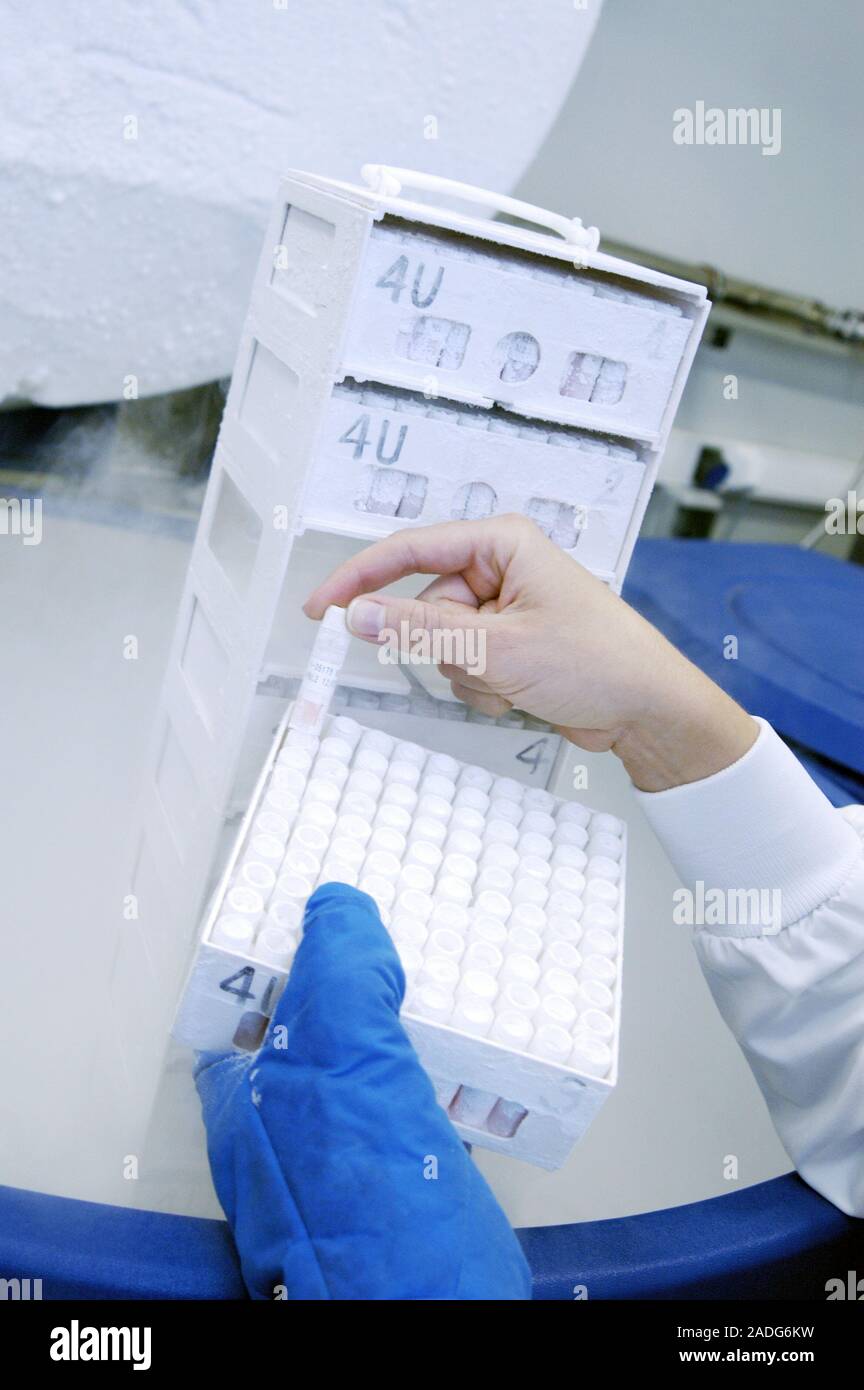 La recherche génétique. Le généticien dépose des échantillons de ...