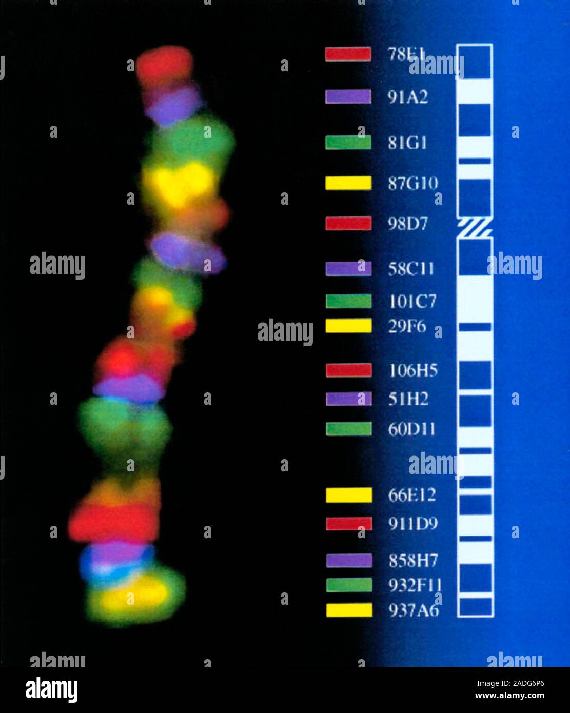 Arc-en-ciel chromosomique. Micrographie de lumière fluorescente et de ...