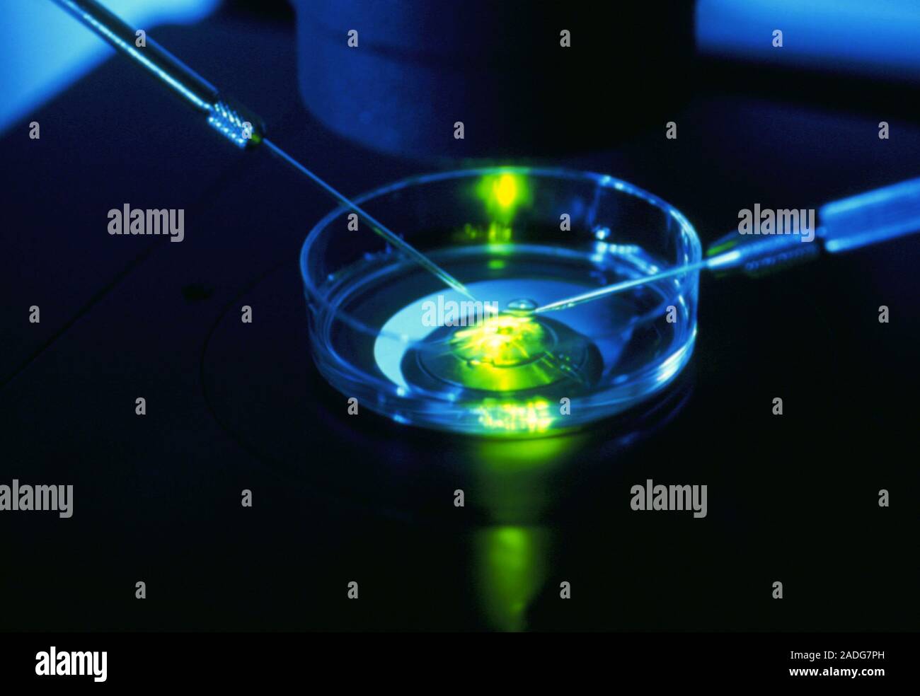 Gène GFP la transplantation. La boîte de pétri dans laquelle une méduse ...