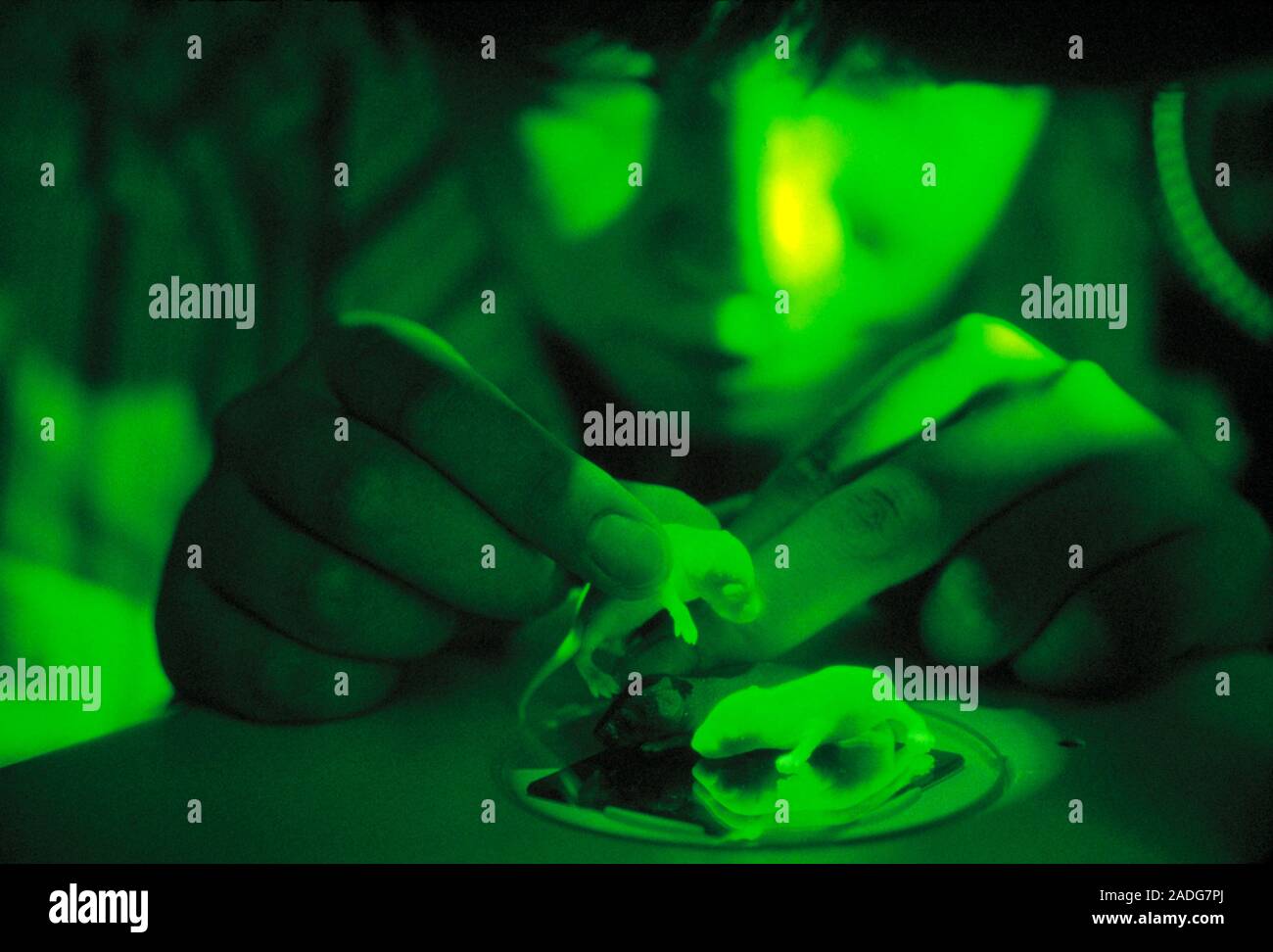 Les souris transgéniques fluorescents. Avec un chercheur brillant vert ...