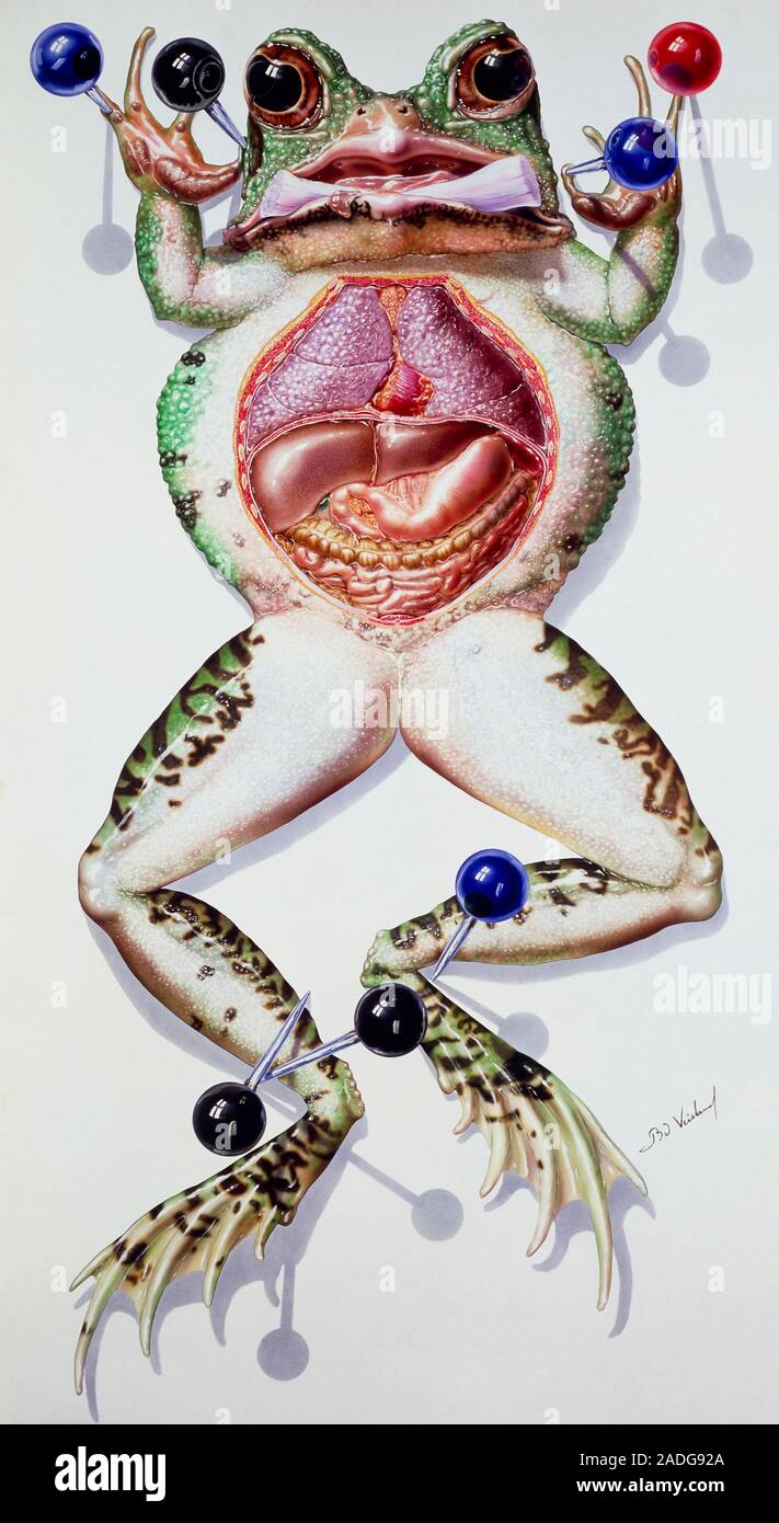 Grenouille disséquée. Illustration d'un laboratoire épinglé avec son ...