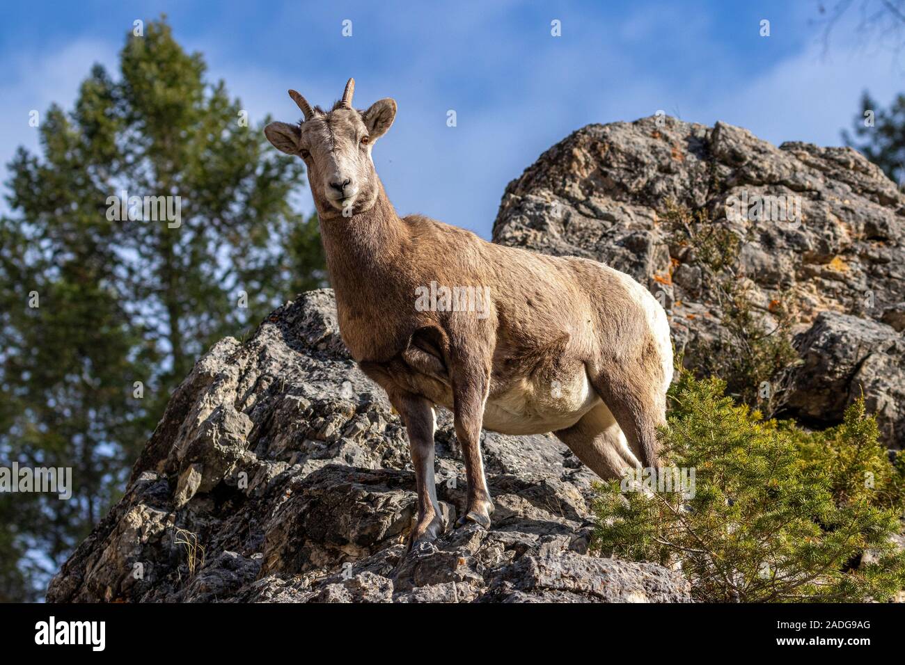 Mouton Male Banque d'image et photos - Alamy