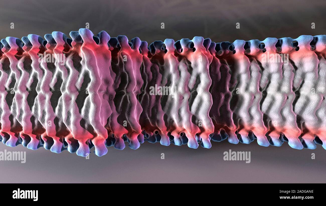 La membrane plasmique des cellules. Modèle informatique d'une bicouche ...